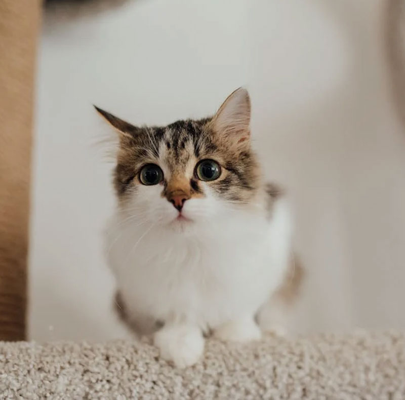 Wellness & Preventative Care – Obetz Animal Hospital